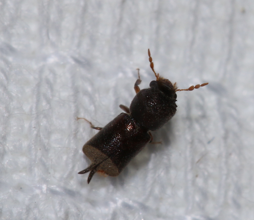 Xylobosca canina from Doyle Tce, Chapman, ACT, AU on October 29, 2023 ...