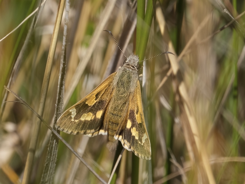 yellow sedge-skipper in October 2023 by gggpellas. Happened to run into ...