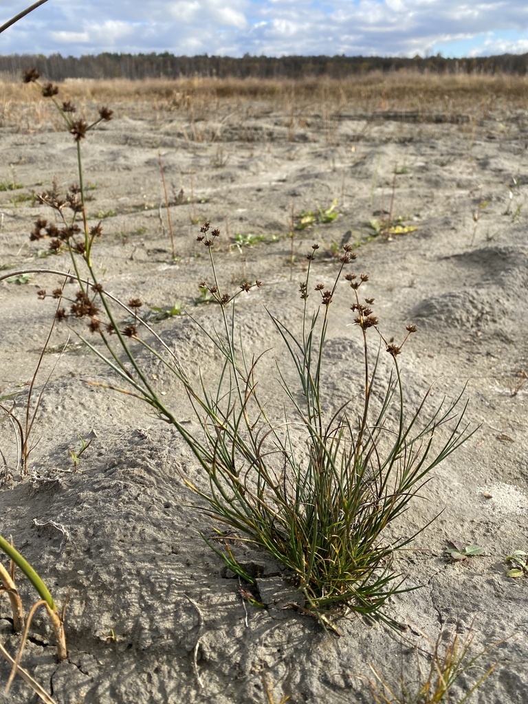 Jointed rush from Дальние Пески, Белгород, Белгородская область, RU on ...