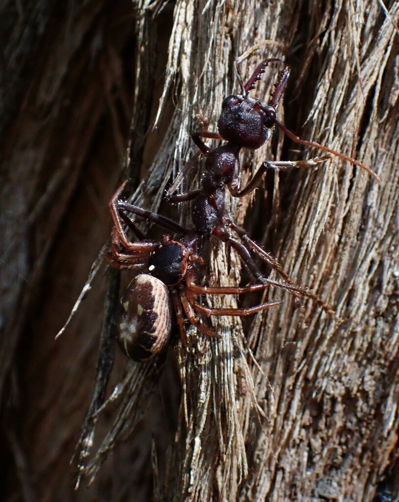 Australian Red Bull Ant from Pakenham Upper VIC 3810, Australia on ...
