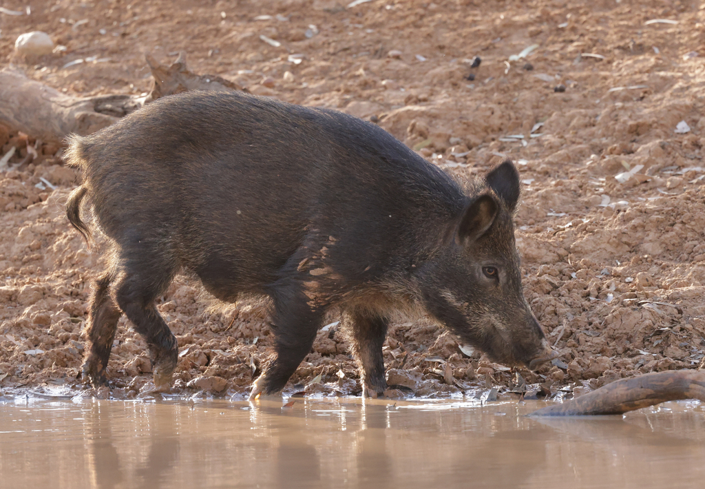 Wild Boar from Tibooburra NSW 2880, Australia on October 19, 2023 at 07 ...