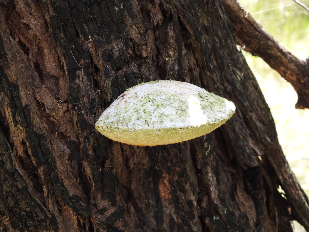 white punk from Baluk Willam Nature Conservation Reserve, Belgrave ...