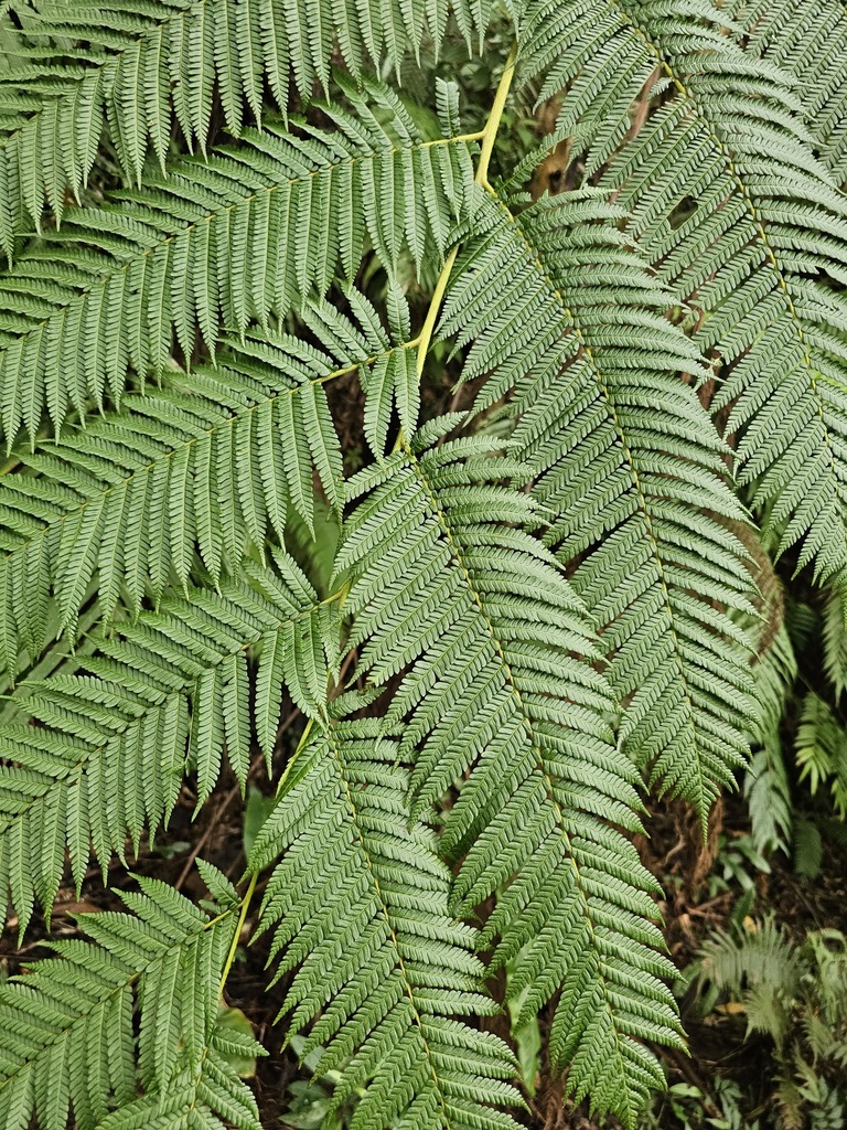 Flying Spider Monkey Tree Fern from 石峎古道 on October 27, 2023 at 12:11 ...
