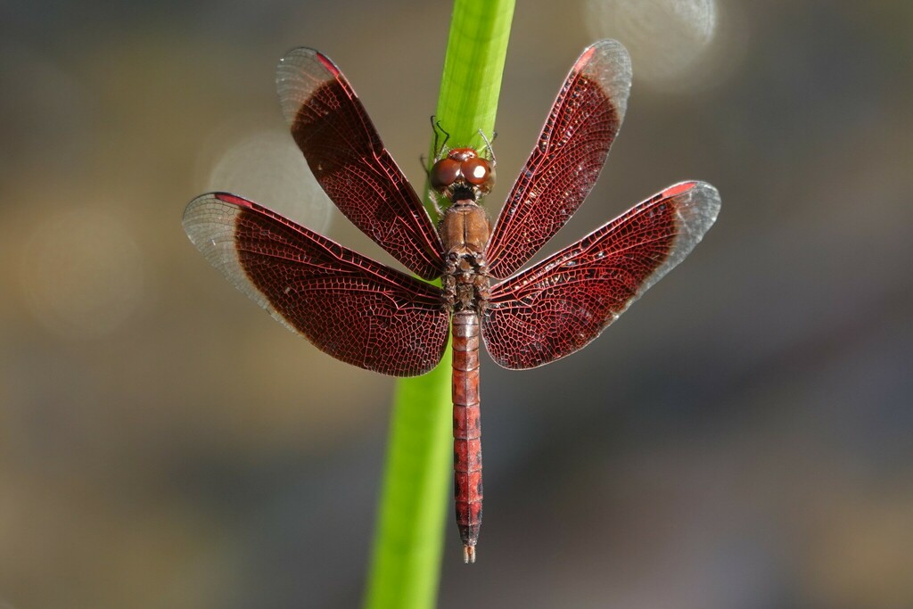 Common Parasol from Bukit Panjang, Singapore on October 29, 2023 at 09: ...