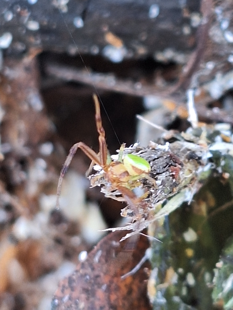 Triangle Crab Spider from Jakubowizna 31, 05-650, Polska on October 29 ...