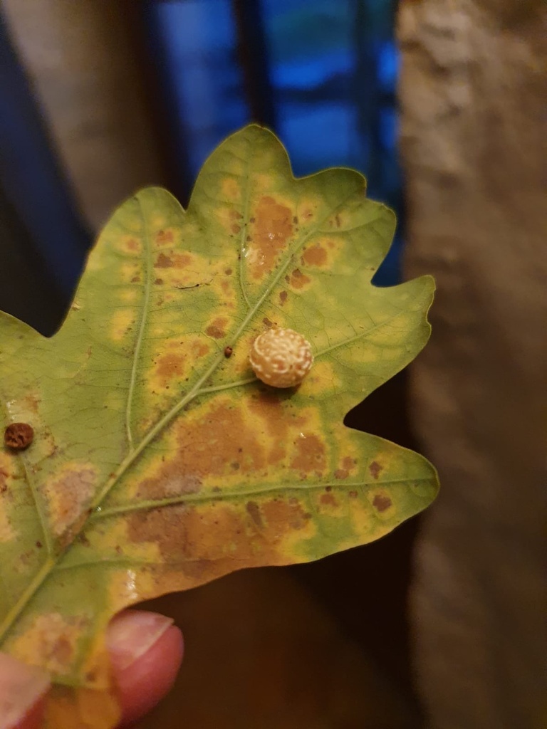 Striped Pea Gall Wasp from Parc naturel régional du Perche, Ceton ...