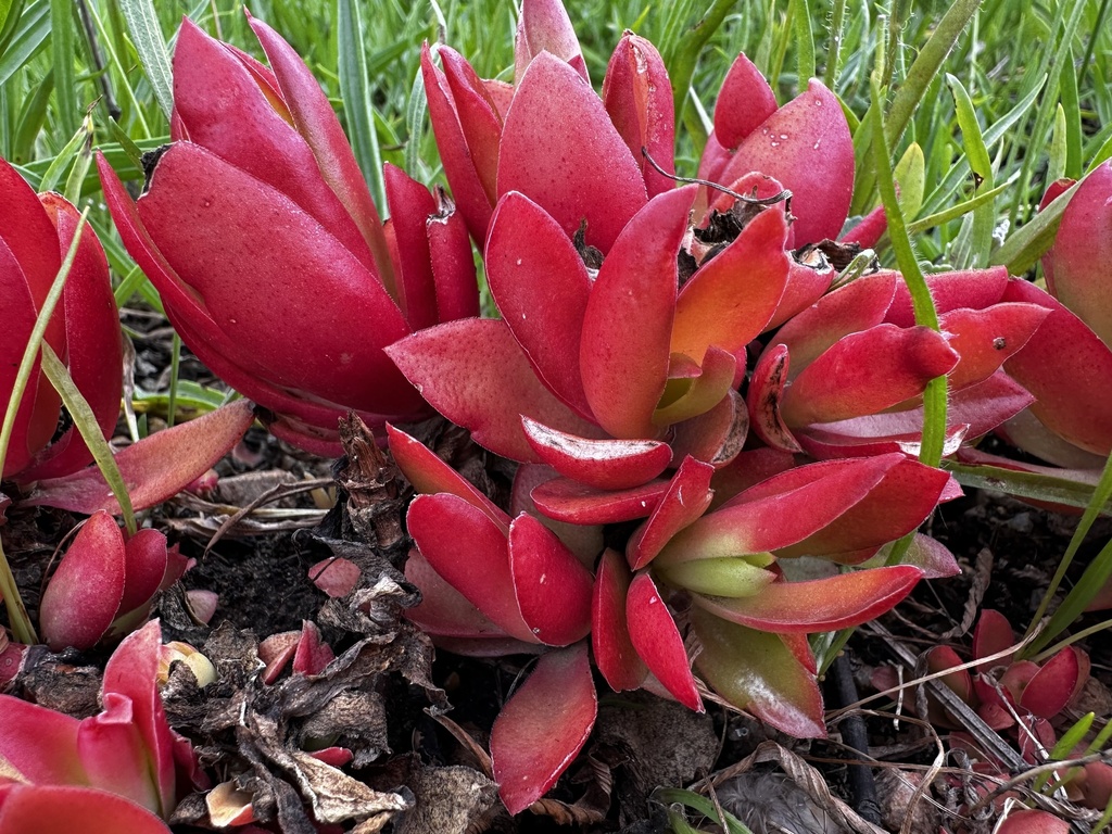 Redspot Stonecrop in October 2023 by congonaturalist · iNaturalist