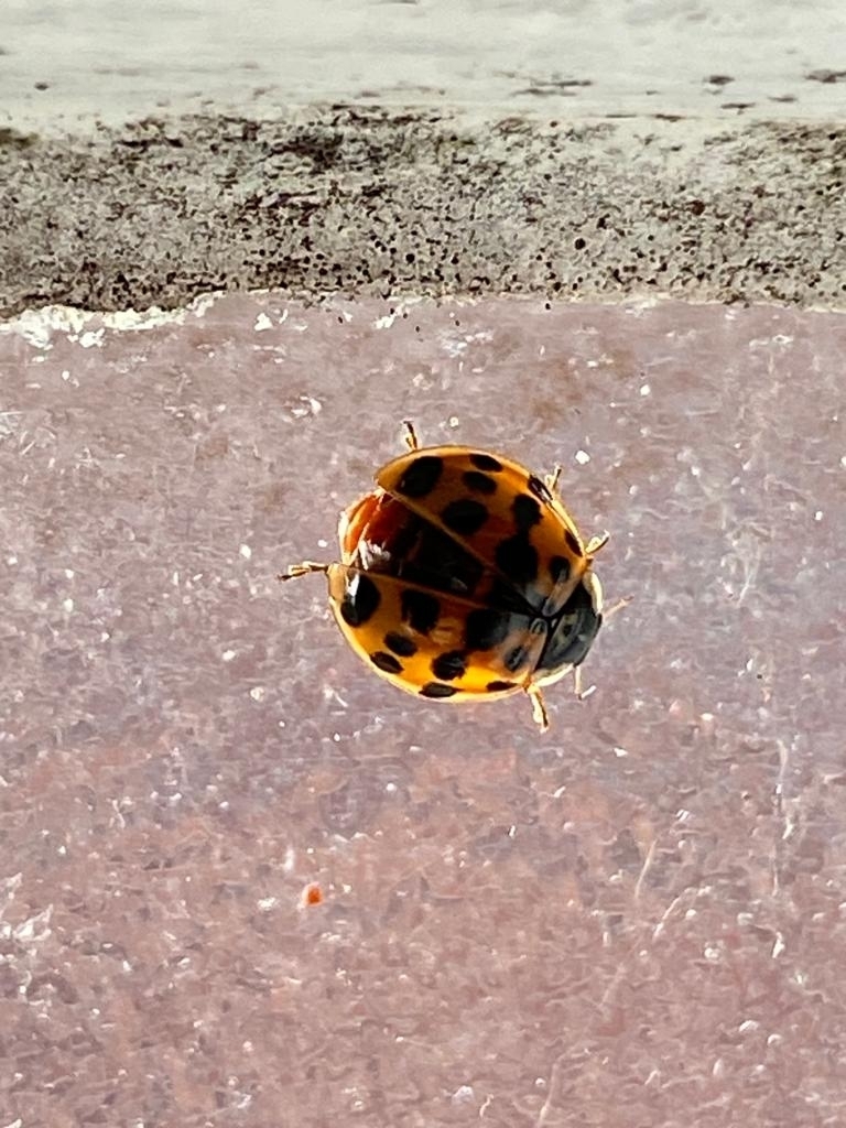 Asian Lady Beetle in October 2023 by zoochris · iNaturalist