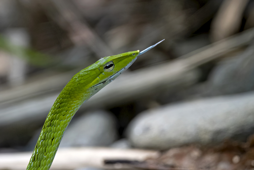 Yellow Whip Snake from East Division, Arunachal Pradesh, India on ...