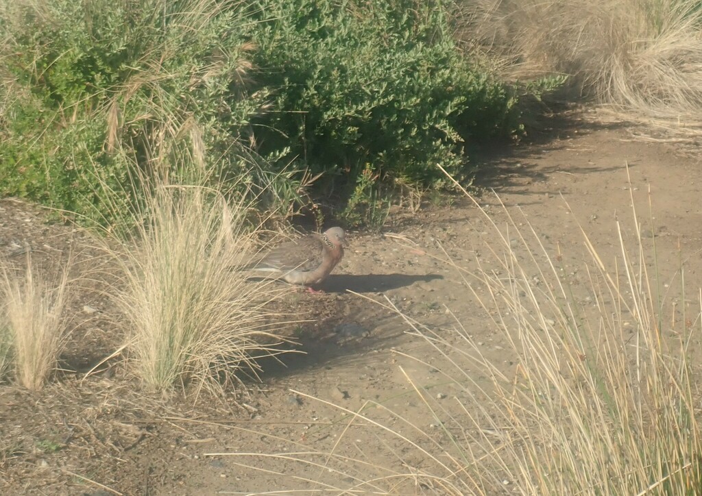 Spotted Dove from Port Melbourne VIC 3207, Australia on October 18 ...