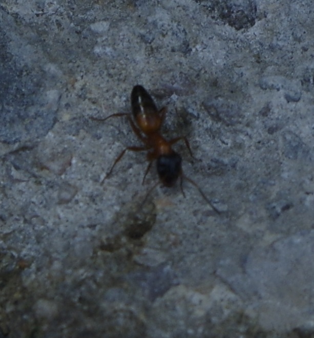 strobe ants from Maryborough QLD 4650, Australia on October 28, 2023 at ...