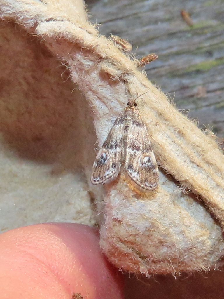 Waterlily Leafcutter Moth from Staff House - Murphys Point PP, Lanark ...