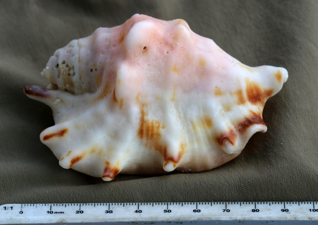 Common Spider Conch from Augusta Is., Raja Ampat Regency, West Papua ...