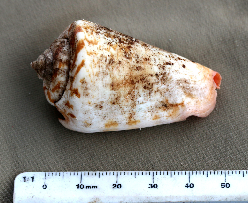 Strawberry Conch from Augusta Is., Raja Ampat Regency, West Papua ...