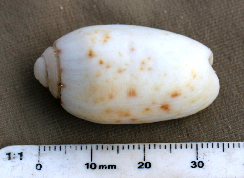 Oliva mantichora from Augusta Is., Raja Ampat Regency, West Papua ...