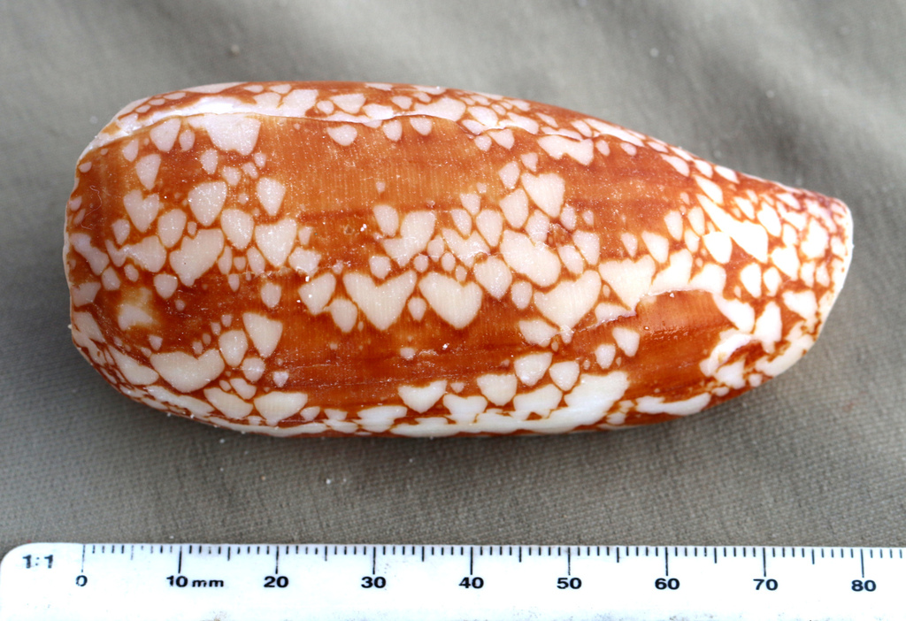 Princely Cone from Augusta Is., Raja Ampat Regency, West Papua ...