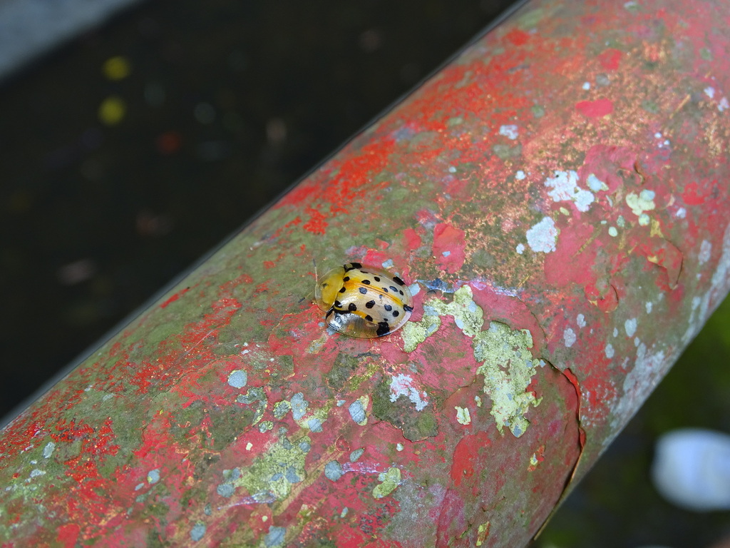 Asian Spotted Tortoise Beetle from 422台灣台中市石岡區 on October 29, 2023 at ...