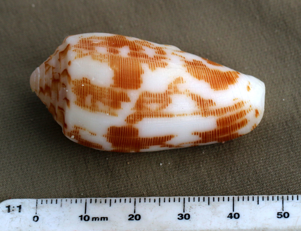 Striated Cone from Augusta Is., Raja Ampat Regency, West Papua ...