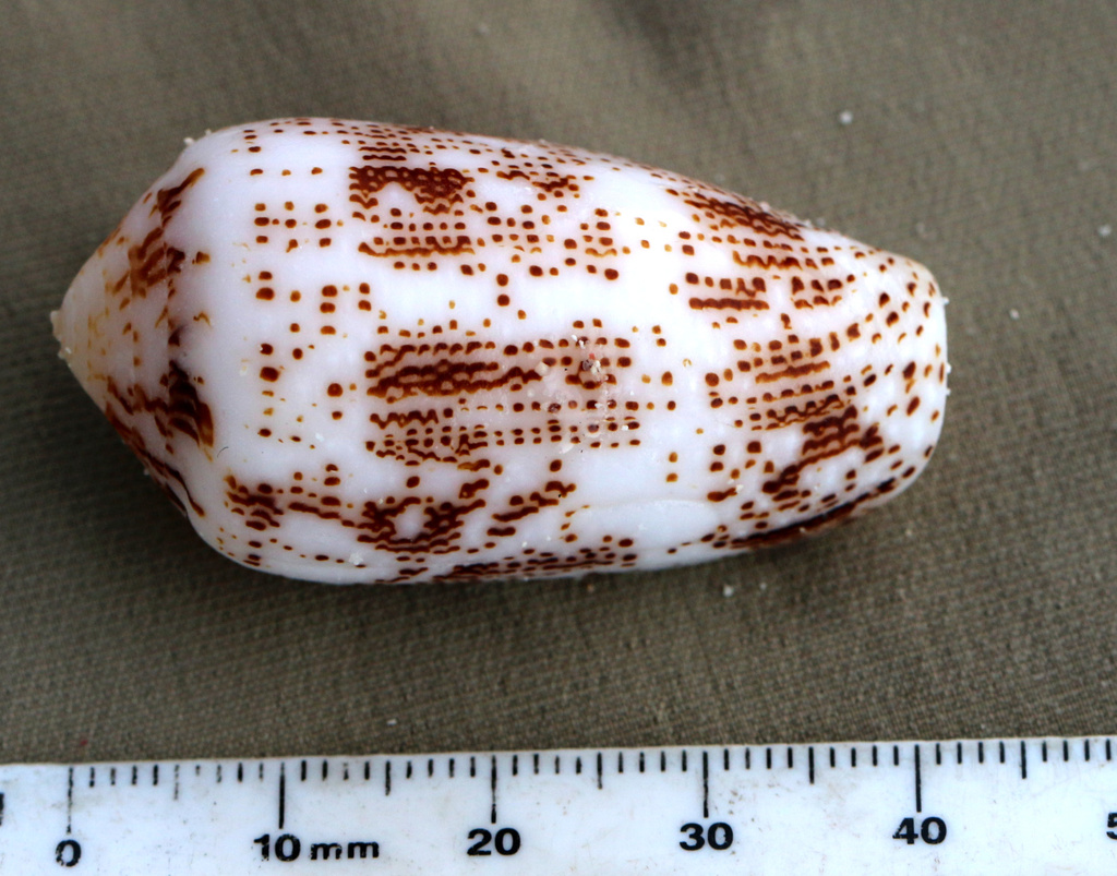 Fly-specked Cone from Augusta Is., Raja Ampat Regency, West Papua ...