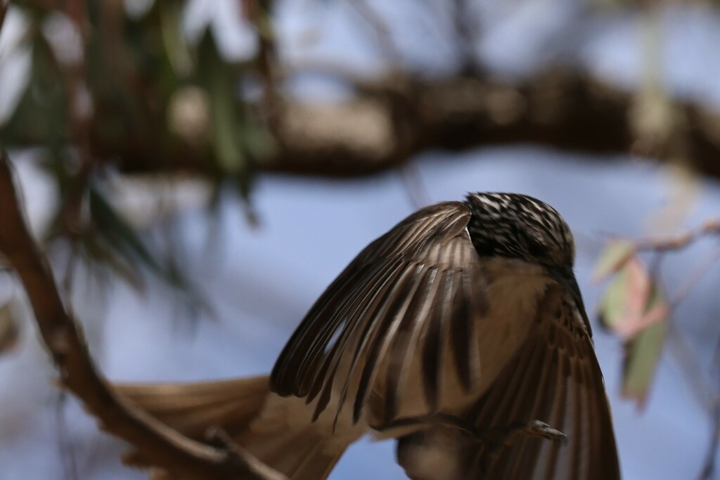 Striped Honeyeater from Bogee NSW 2849, Australia on October 28, 2023 ...