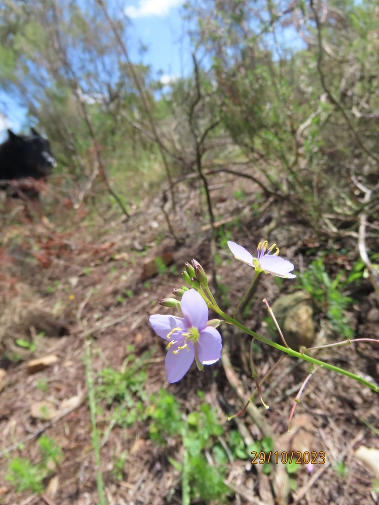 Heliophila subulata subulata from Groot Brakrivier, South Africa on ...