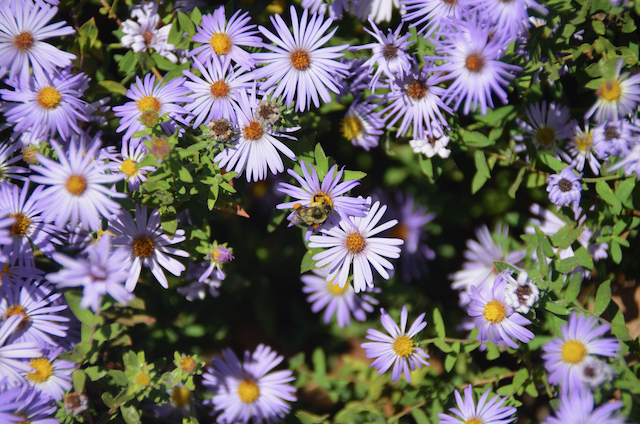 Common Eastern Bumble Bee from Northwest Raleigh, Raleigh, NC, USA on ...