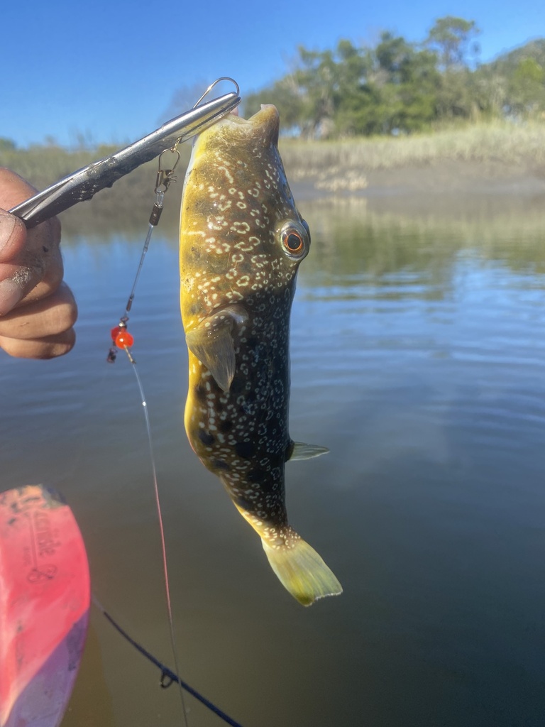 Southern Puffer from Timucuan, Jacksonville, FL, US on October 28, 2023 ...