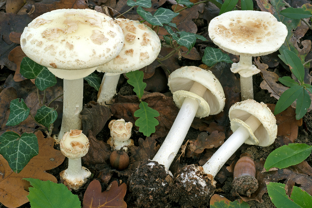 Amanita citrina (Urban Wildlife of Copenhagen ) · iNaturalist