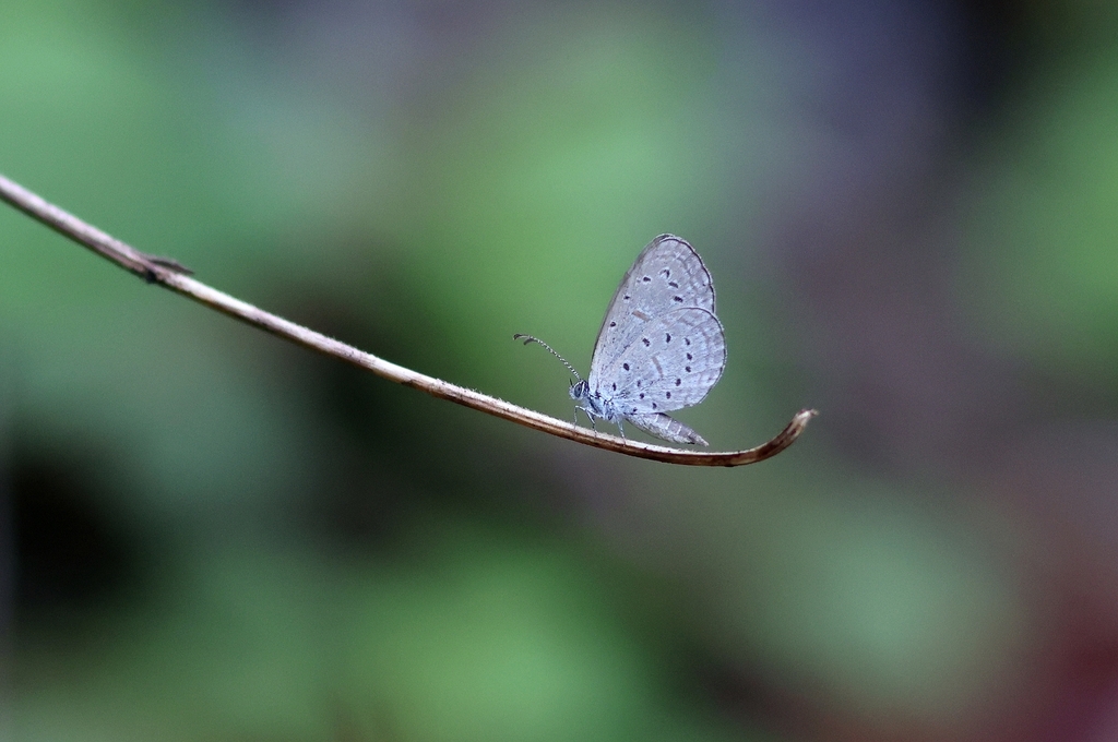Tiny Grass Blue in October 2023 by Goofy Ko · iNaturalist