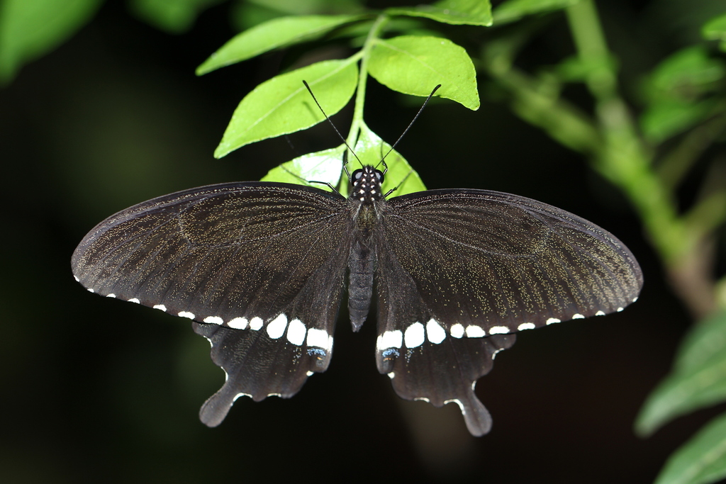 Common Mormon Swallowtail from Devrukh, Maharashtra 415804, India on ...