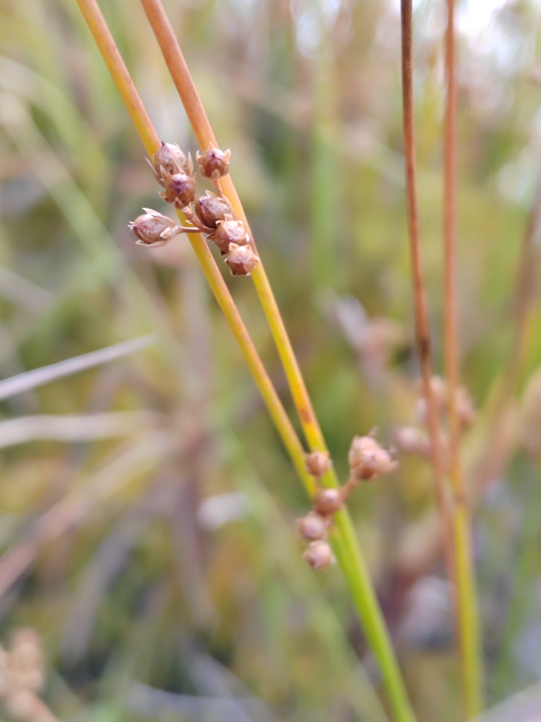 Thread Rush from Пуровский р-н, Ямало-Ненецкий автономный округ, Россия ...