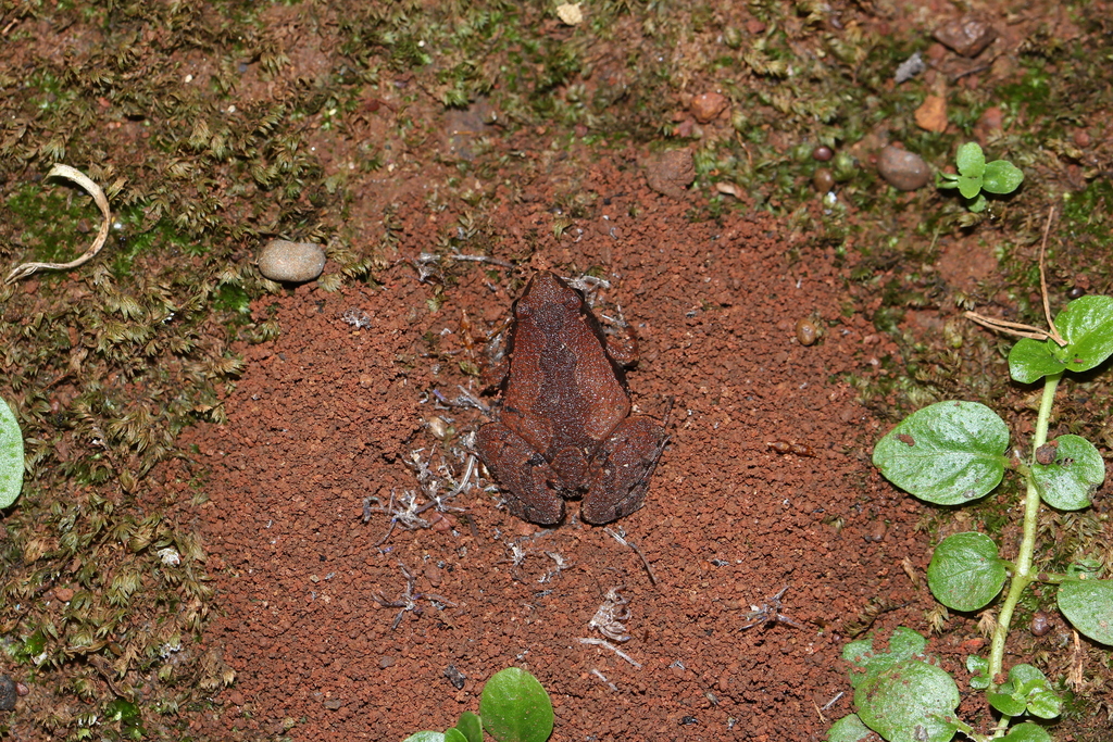 Ornamented Pygmy Frog from Devrukh, Maharashtra 415804, India on ...