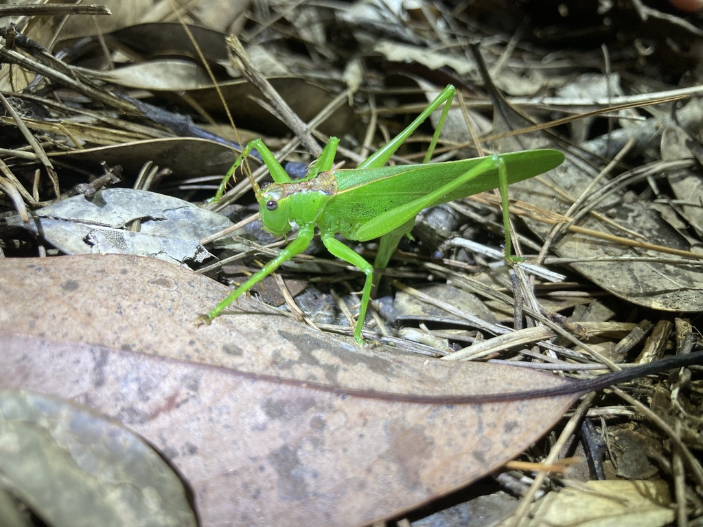 Hexacentrus unicolor from やんばる国立公園, 国頭郡国頭村, 沖縄県, JP on October 29, 2023 ...