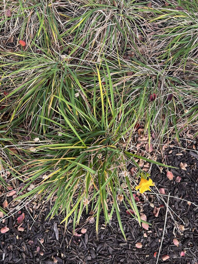 yellow daylily from 1000 Worthington Ln, Spring Hill, TN 37174 on ...