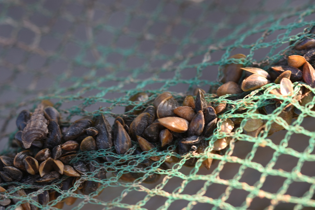 Golden Mussel in August 2022 by Karl Feng. on ashore fishnets · iNaturalist