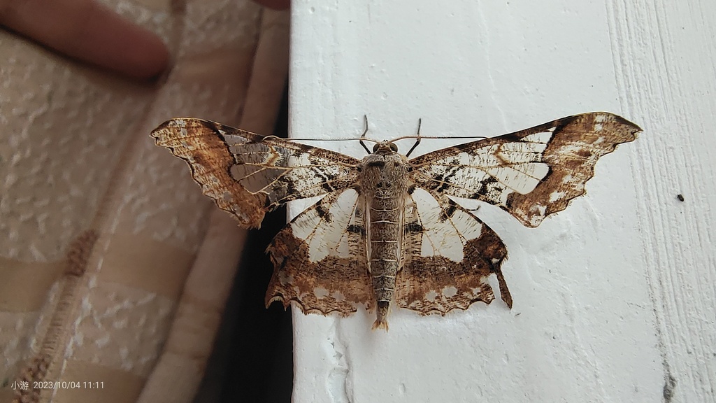 Krananda semihyalina from 中国云南省红河哈尼族彝族自治州屏边苗族自治县 on October 4, 2023 at ...