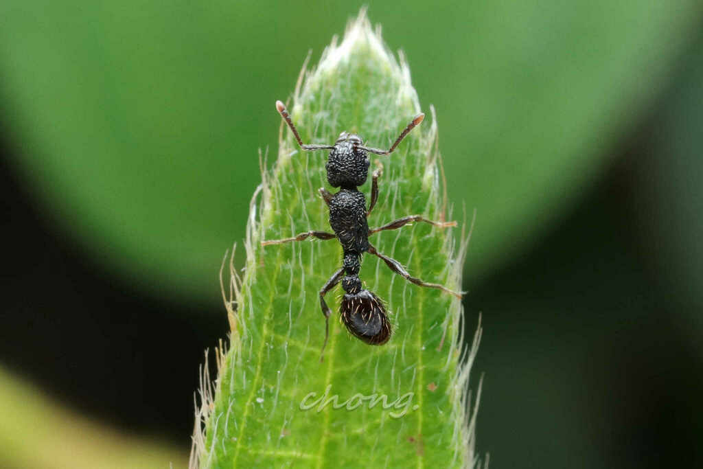 Fierce, Pennant, and Pavement Ants from Kinabalu Park, Ranau, Sabah ...