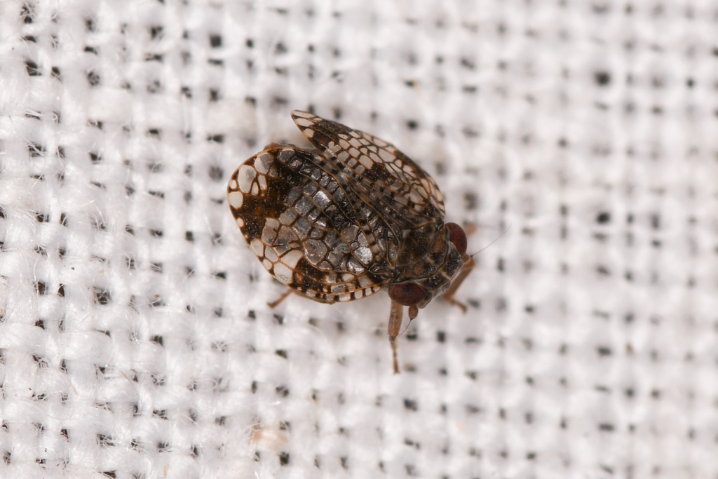 Tropiduchid Planthoppers from San Diego County, CA, USA on October 28 ...