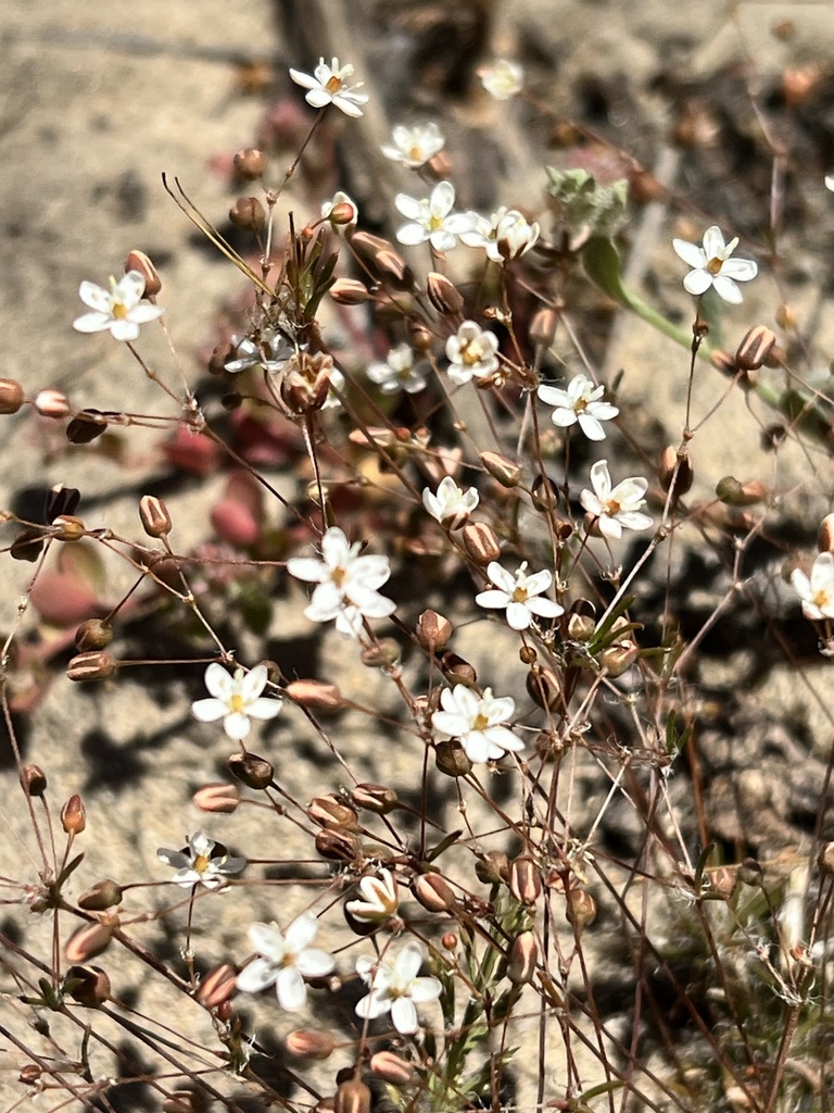 Tall Spookasem from Table Mountain National Park, Simon's Town, WC, ZA ...