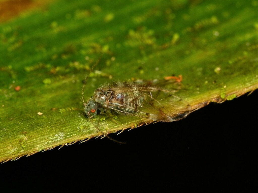Psocomorpha from 中国浙江省丽水市遂昌县 on September 28, 2023 at 06:59 PM by 江国彬 ...