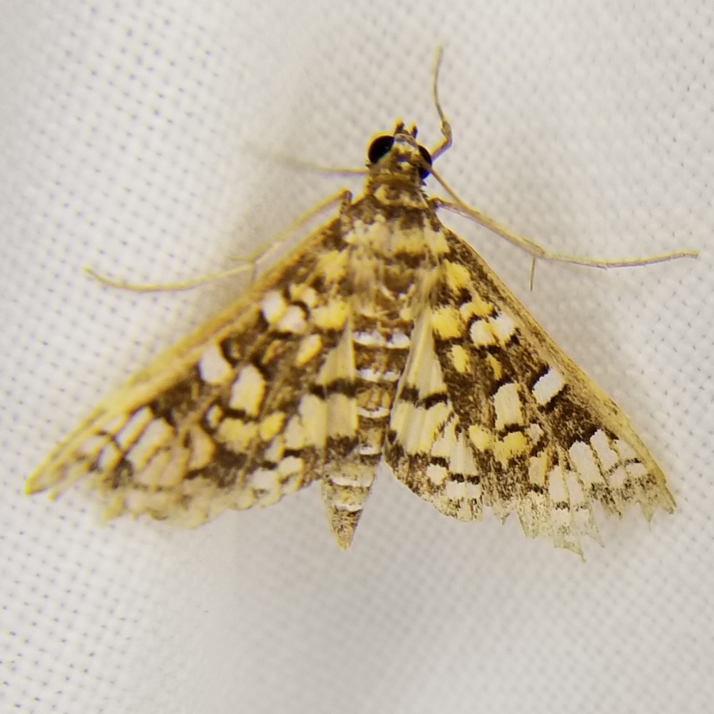 Stained-glass Moth from Houston, TX 77062, USA on October 28, 2023 at ...