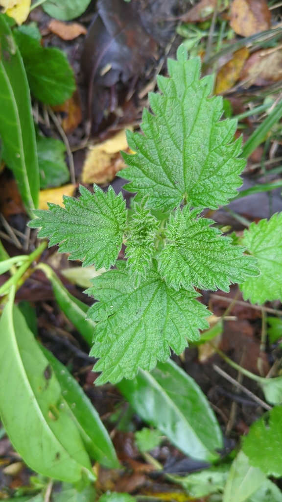 great stinging nettle from Attwells Farm, Rowhorne Road, Exeter EX4 2JE ...