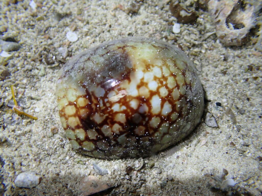 Mauritia histrio in October 2023 by Pierre-Louis Stenger · iNaturalist