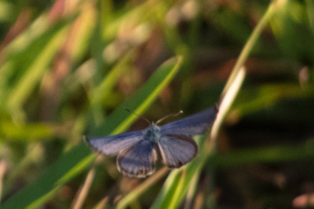 Ceraunus Blue from 180 River Breeze St, St Marks, FL 32355, USA on ...