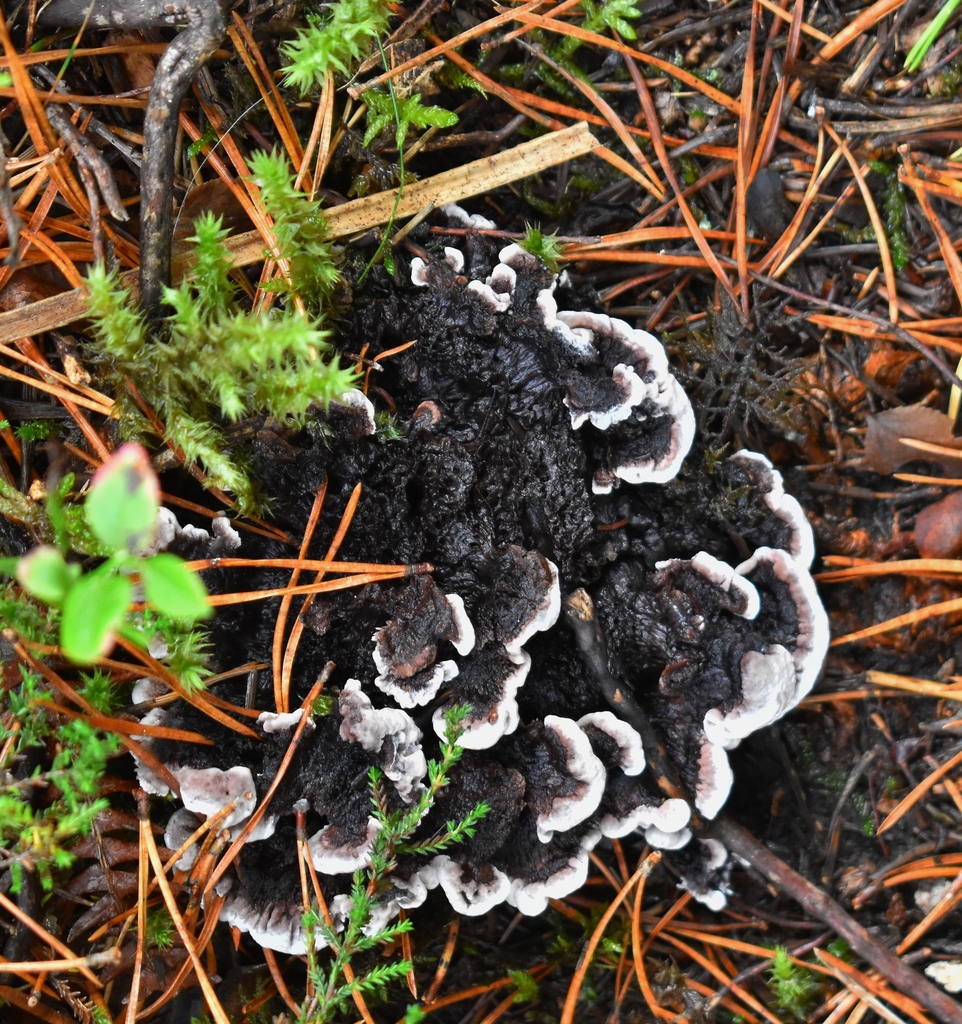 Thelephora from Loch an Eilein & Rothiemurchus, Aviemore PH22 1QT, UK ...