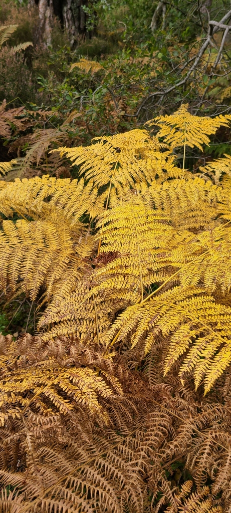 common bracken from Loch an Eilein & Rothiemurchus, Aviemore PH22 1QT ...