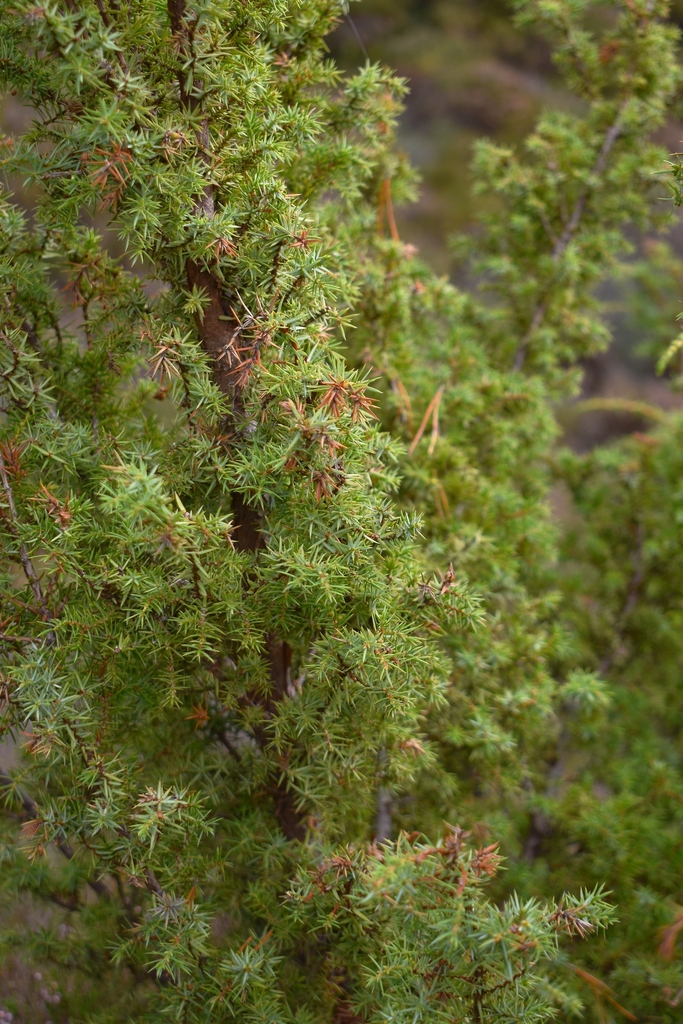 common juniper from Loch an Eilein & Rothiemurchus, Aviemore PH22 1QT ...