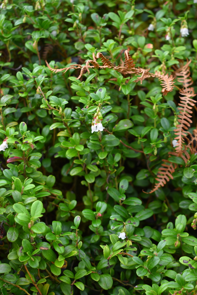 Lingonberry from Loch an Eilein & Rothiemurchus, Aviemore PH22 1QT, UK ...