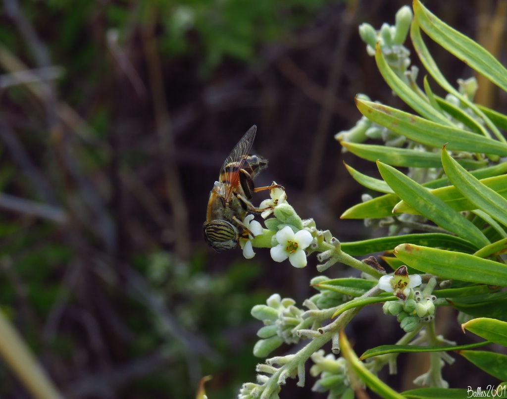 Stripe-eyed Lagoon Fly from Cáceres, España on September 5, 2023 at 09: ...