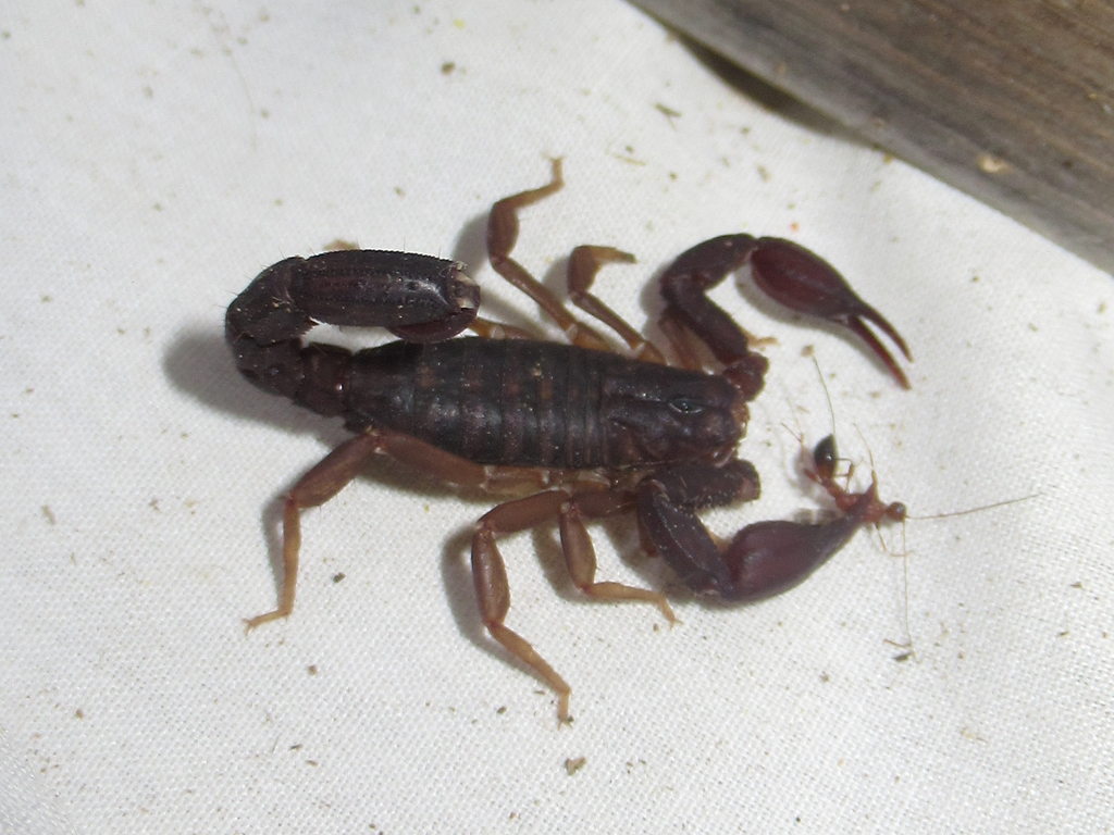 Texas Cave Scorpion from Salton Dr., Austin, Travis Co., TX on October ...